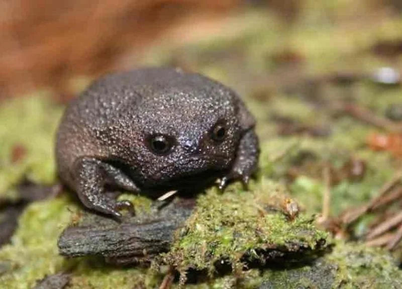 12 Weird But Adorable African Animals You Didn t Know Existed African 12-weird-but-adorable-african-animals-you-didn-t-know-existed-african